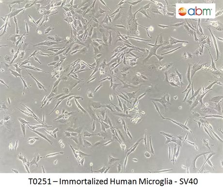 Immortalized Primary Human Microglia Cells, Immortalized Human ...