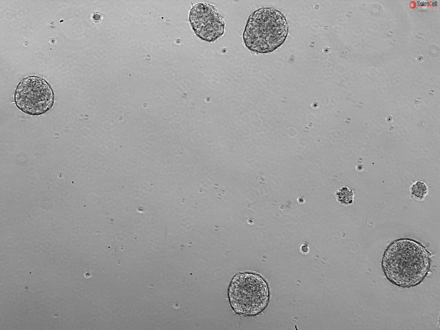 All-Inclusive 3D Human Cortical Spheroid Formation Kit