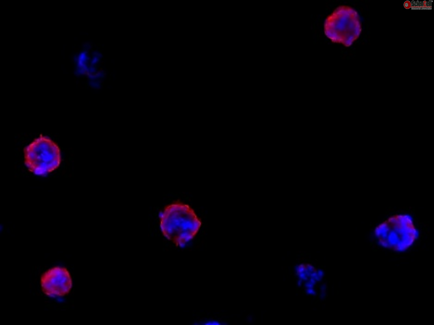 All-inclusive 3D Human Blood Brain Barrier Spheroid Formation Kit