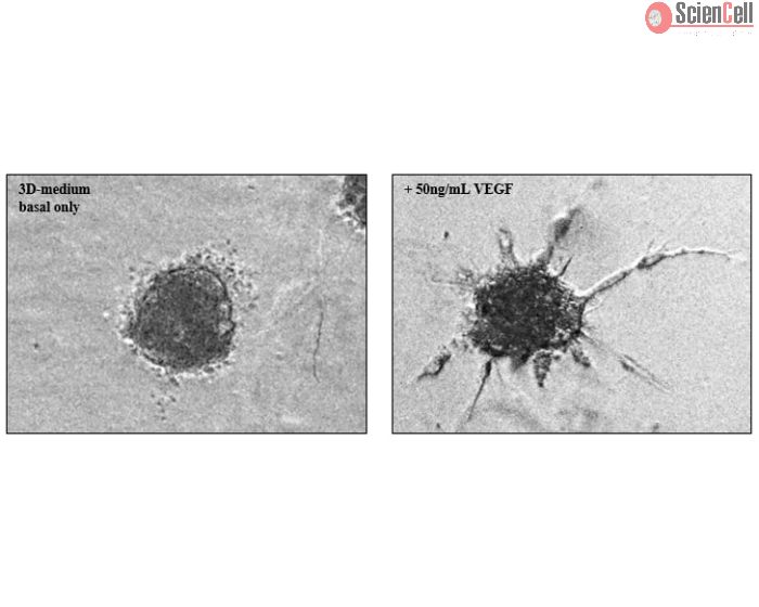 3D-Angiogenesis Assay