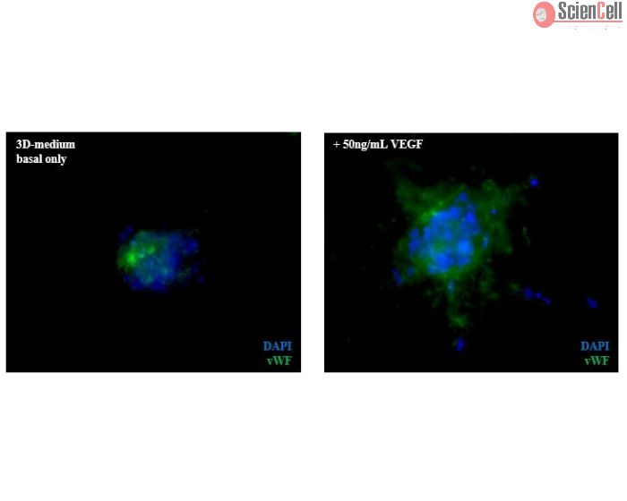 3D-Angiogenesis Assay