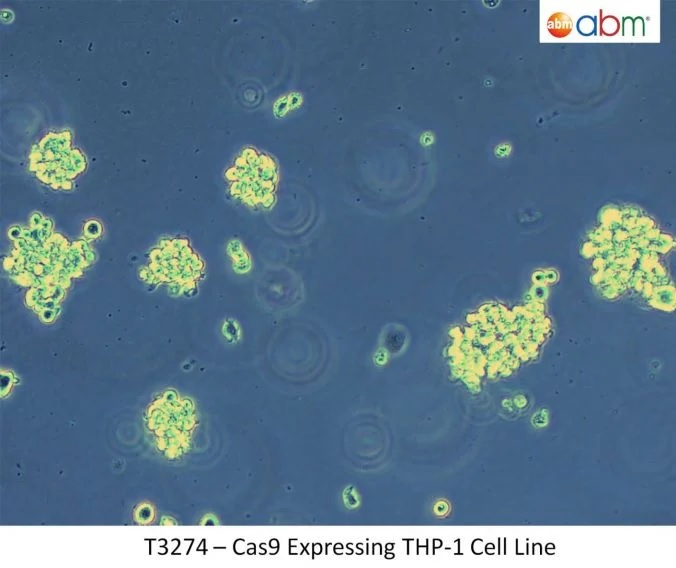 Cas9 Expressing THP-1 Cell Line