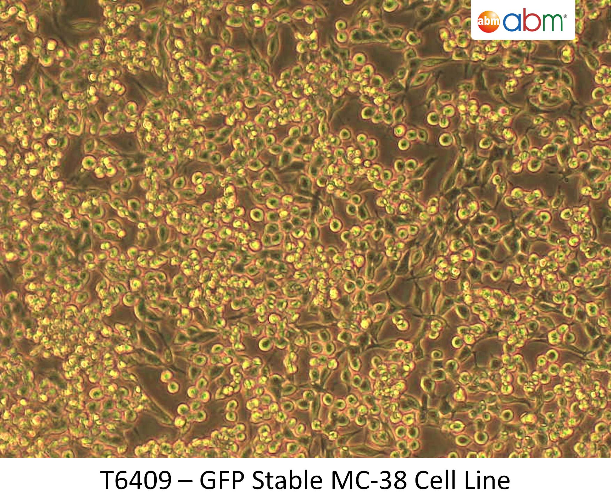 GFP Stable MC-38 Cell Line