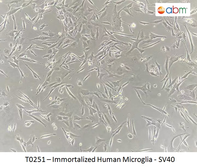 Immortalized Primary Human Microglia Cells, Immortalized Human ...