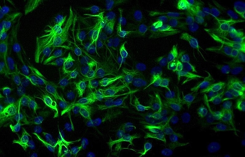 Mouse Astrocytes