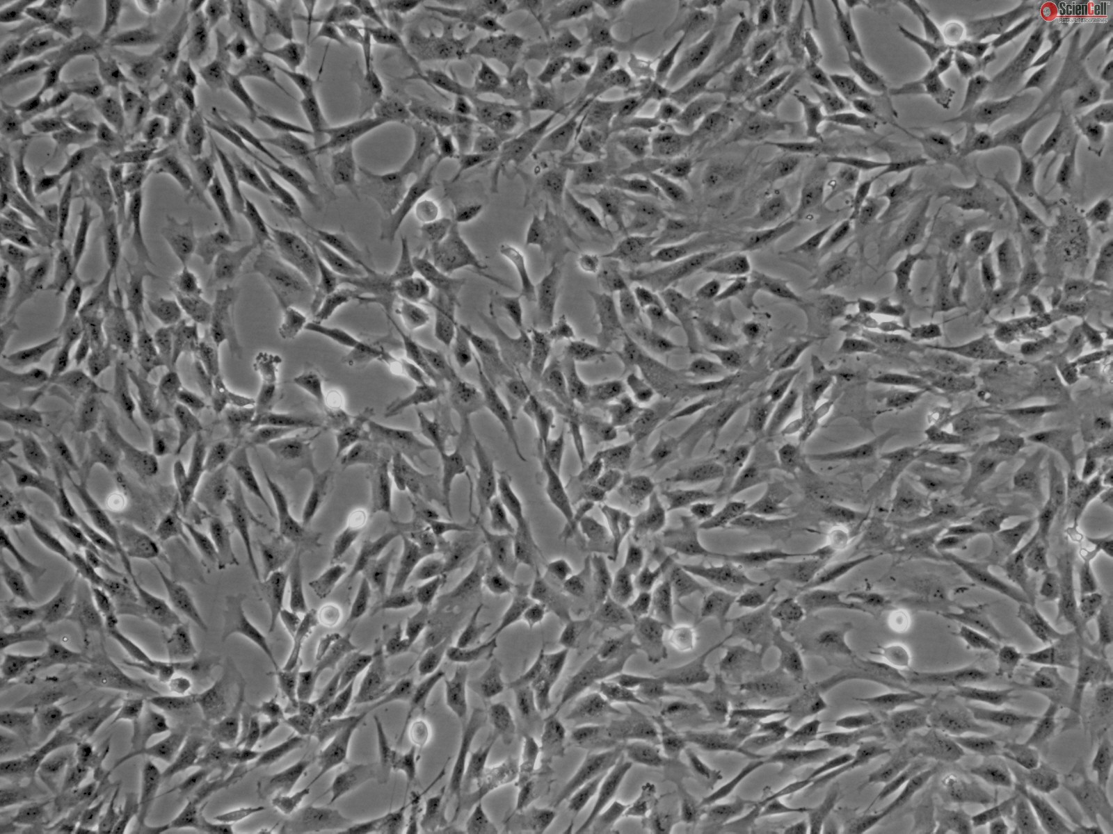 Human Brain Vascular Pericytes, HBVP