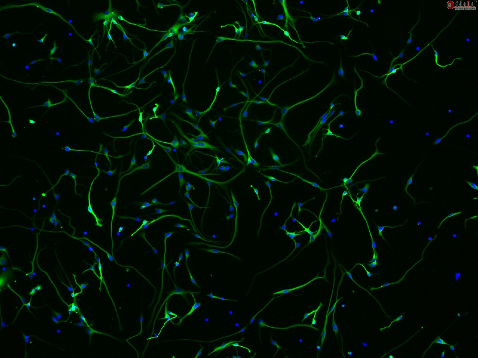 Human Primary Neurons, HN