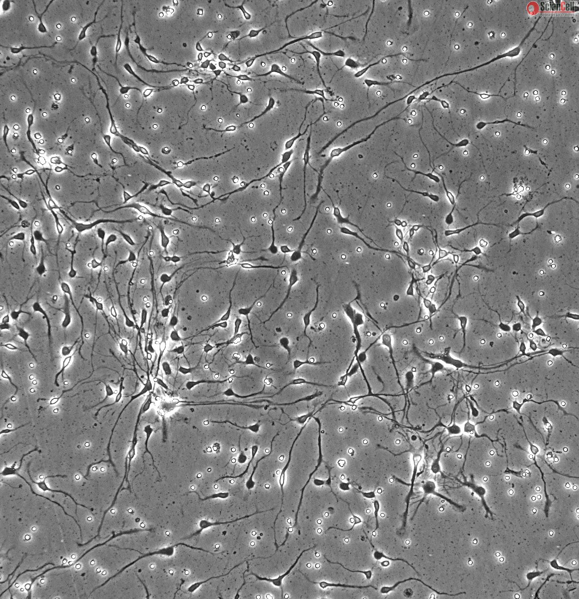 Human Primary Neurons, HN