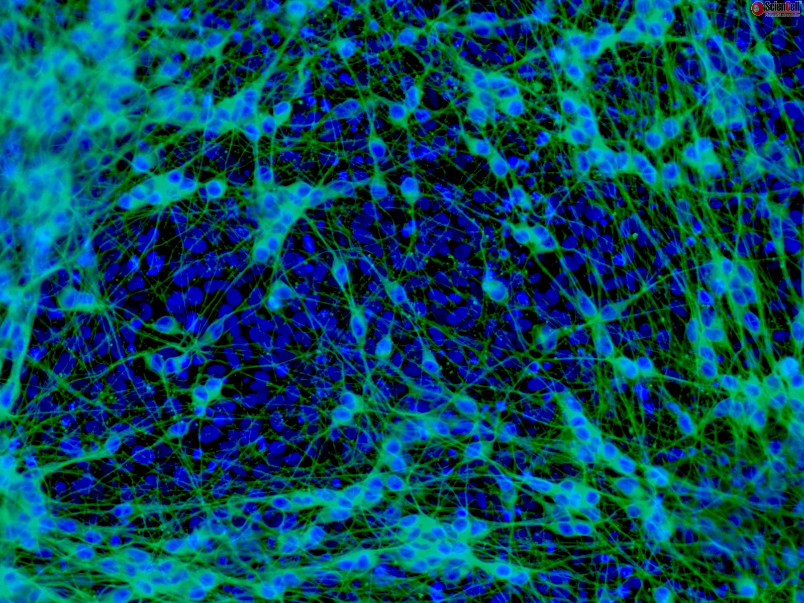 iPSC-derived Human Neural Stem Cells (iPSC-HNSC)