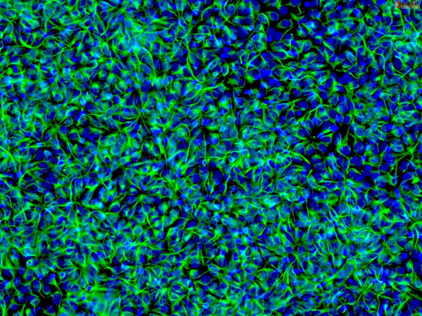 iPSC-derived Human Neural Stem Cells (iPSC-HNSC)