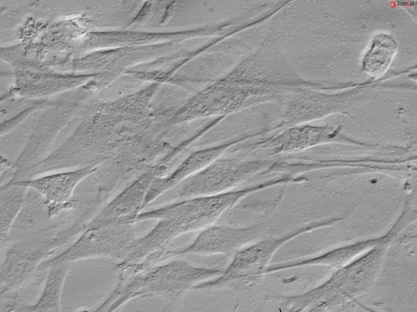 Human Hair Germinal Matrix Cells, HHGMC