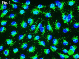 Human Renal Glomerular Endothelial Cells, HRGEC