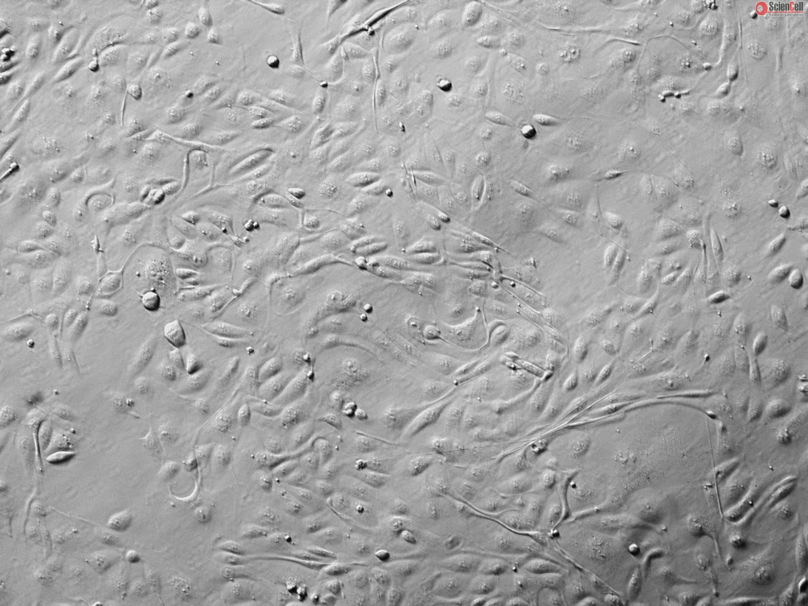 Human Renal Proximal Tubular Epithelial Cells, Passage 1, HRPTEpiC