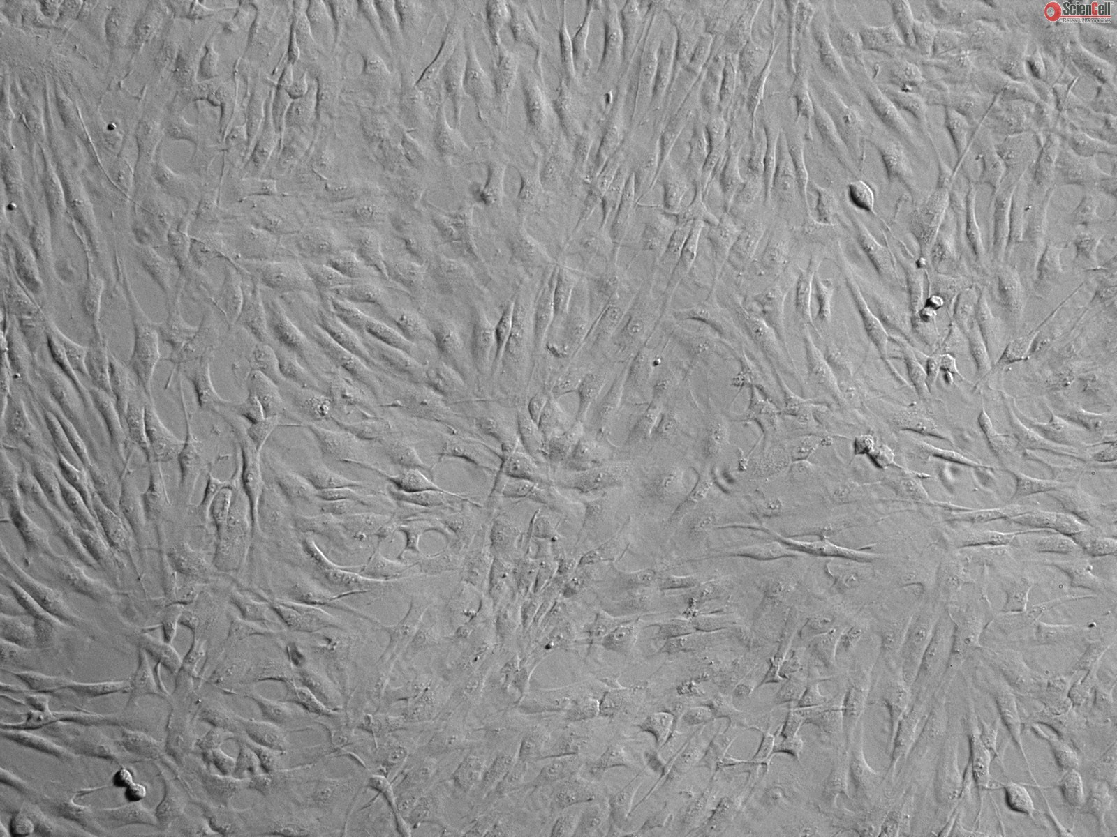 Human Cardiac Myocytes - adult, HCM-a