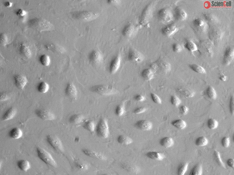 Human Amniotic Epithelial Cells