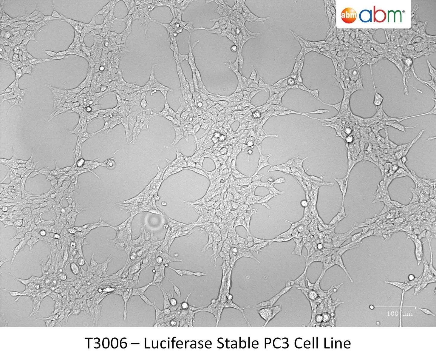Luciferase Stable PC3 Cell Line