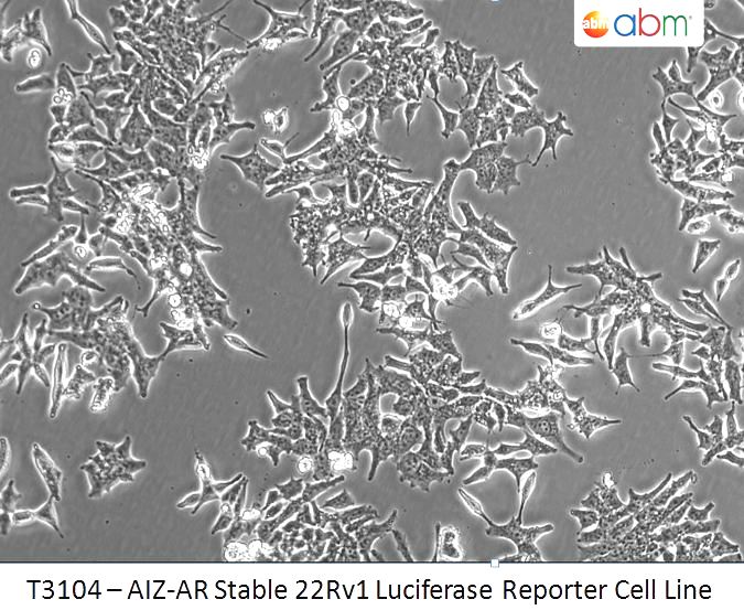 AIZ-AR Stable 22Rv1 Luciferase Reporter Cell Line
