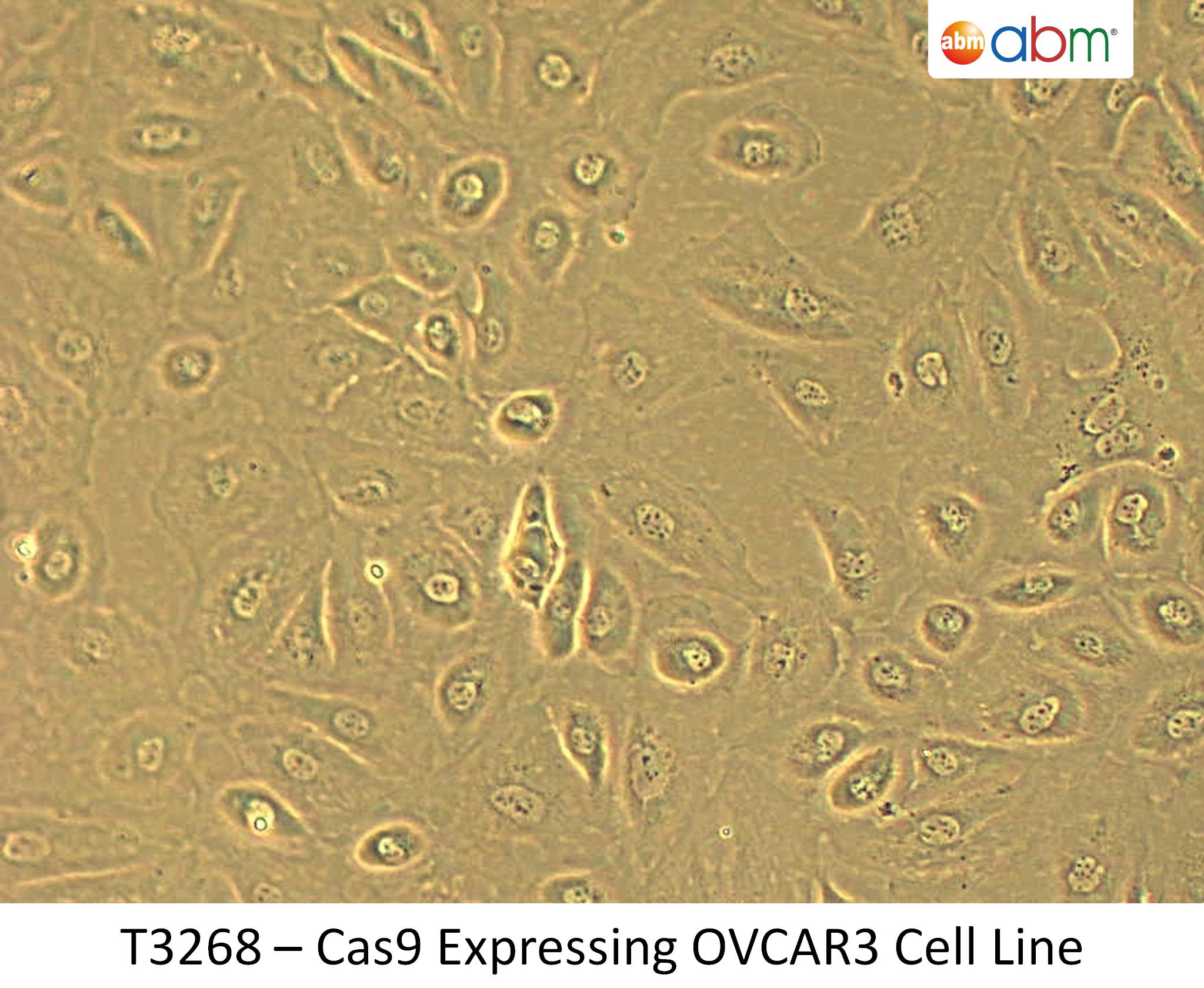 Cas9 Expressing Ovcar3 Cell Line