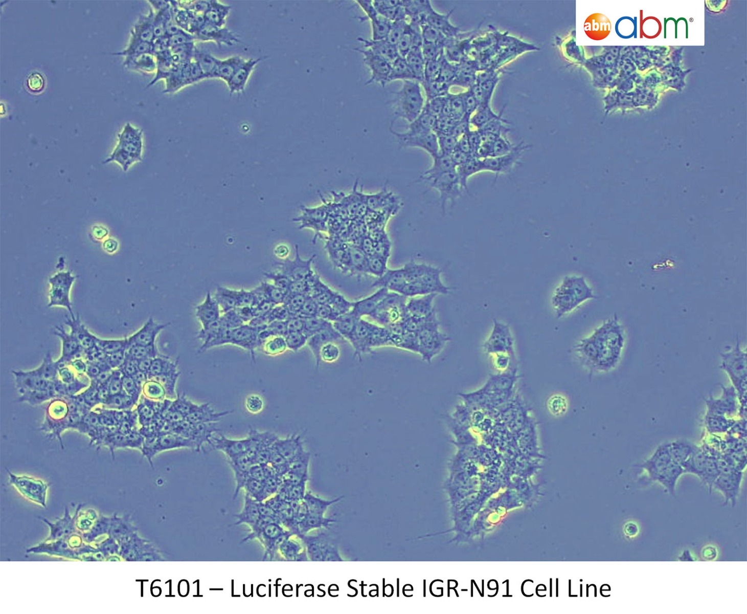 Luciferase Stable IGR-N91 Cell Line