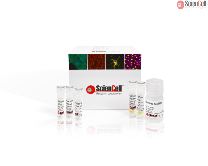 Absolute Mouse Mitochondrial DNA Copy Number Quantification qPCR Assay