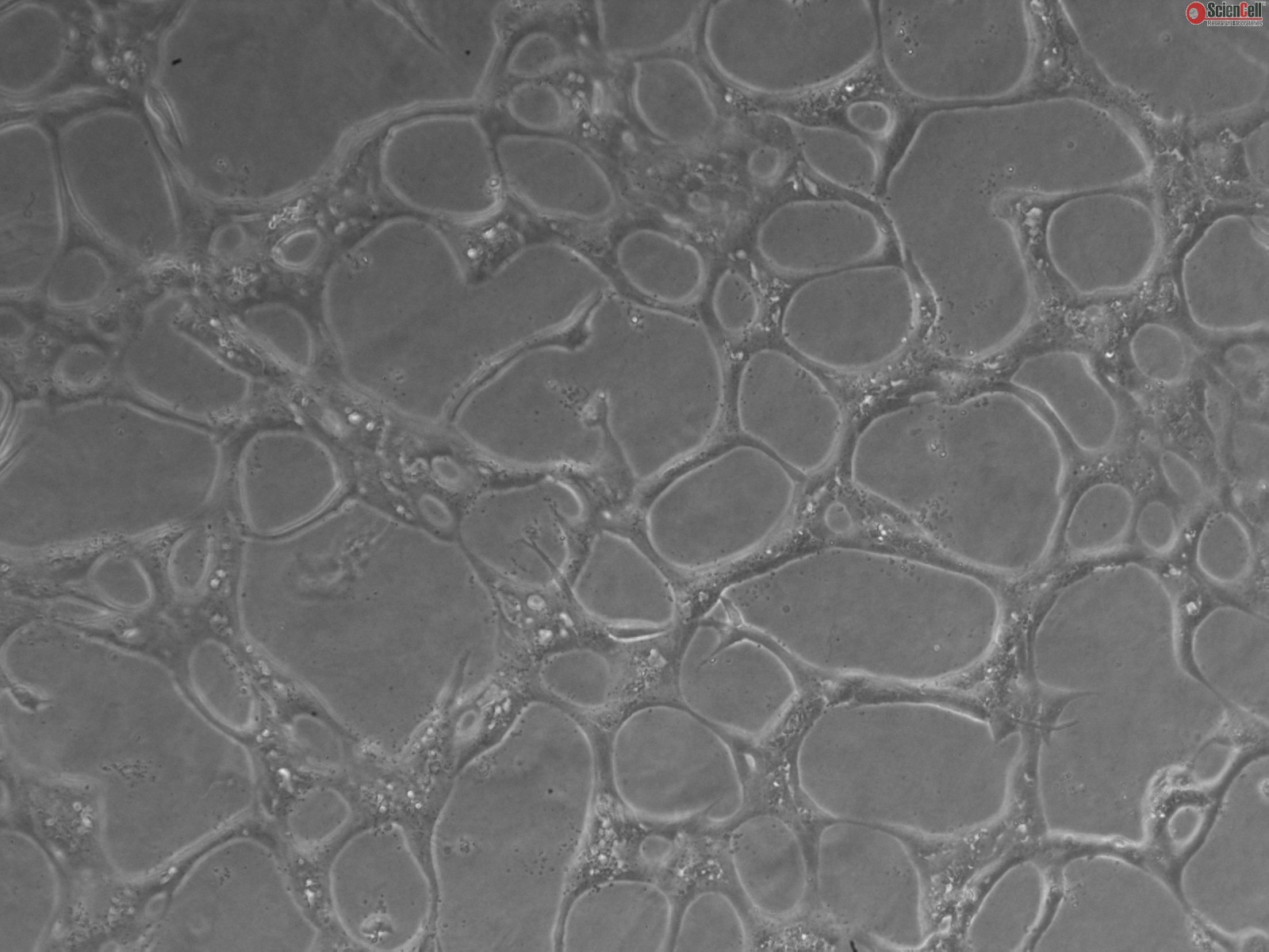 3D Network Formation Assay Kit