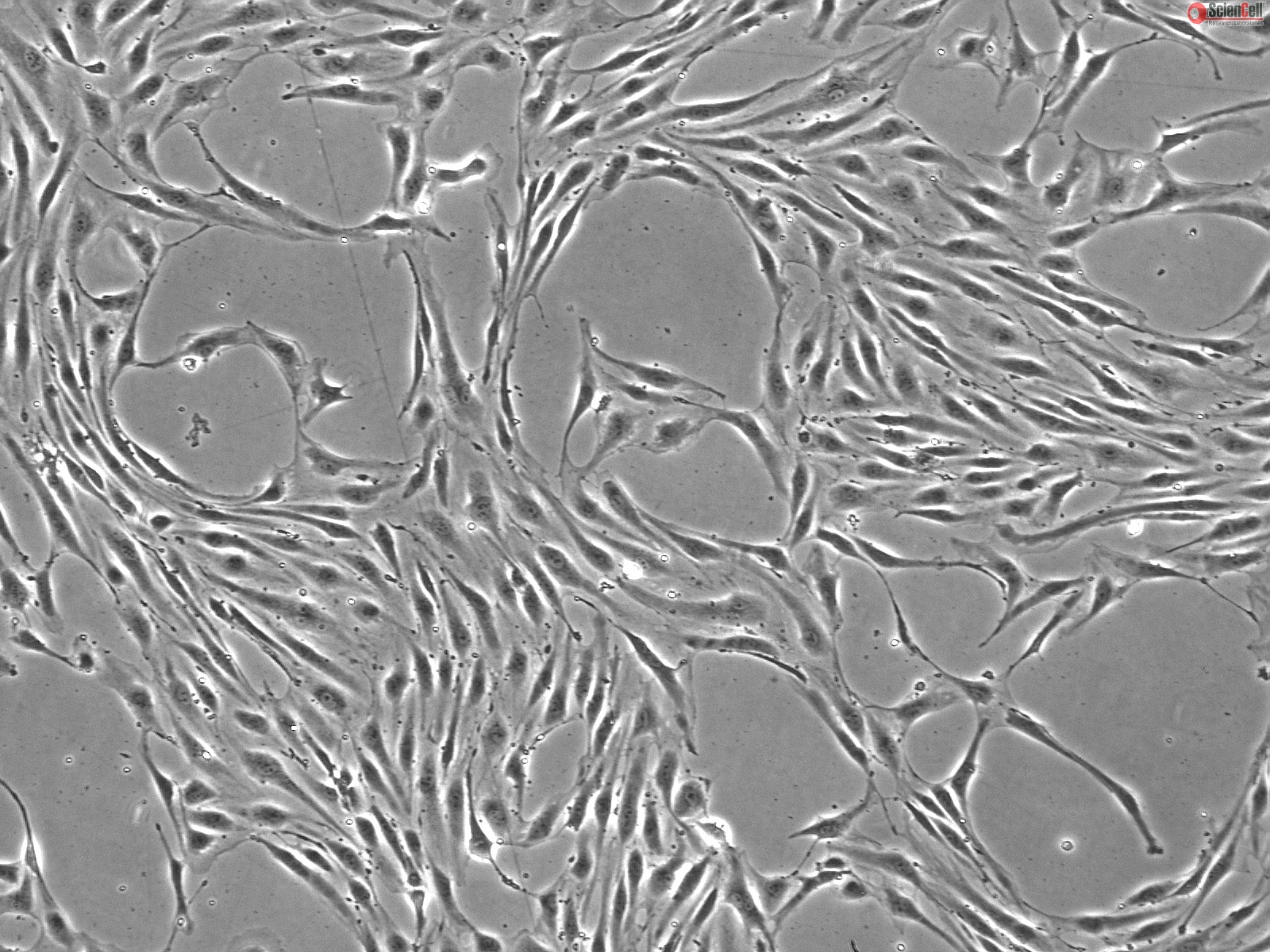 Extracellular Matrix (ECM) 3D Cell Culture, Collagen I Cell Culture ...