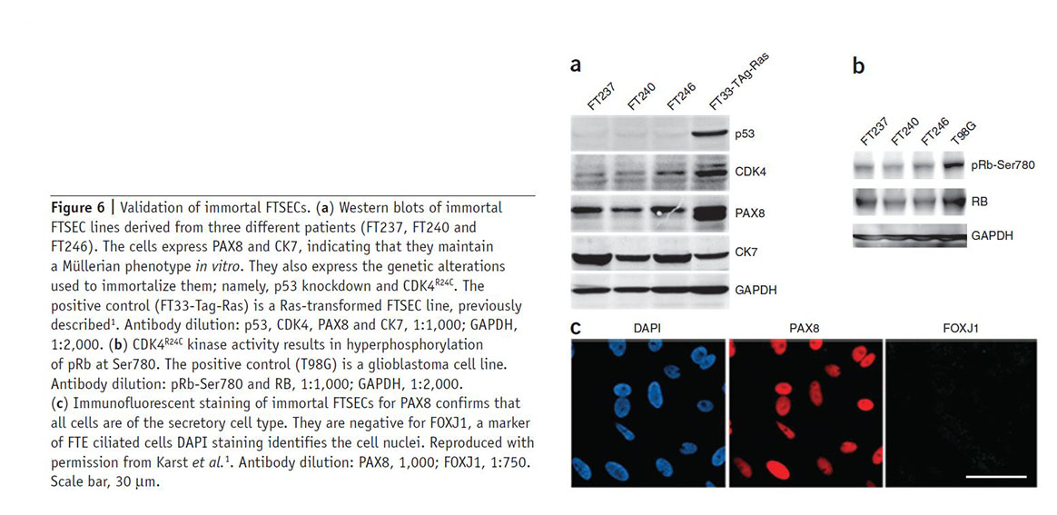 Immortalized Human Fallopian Tube Secretory Epithelial Cells (FT240)