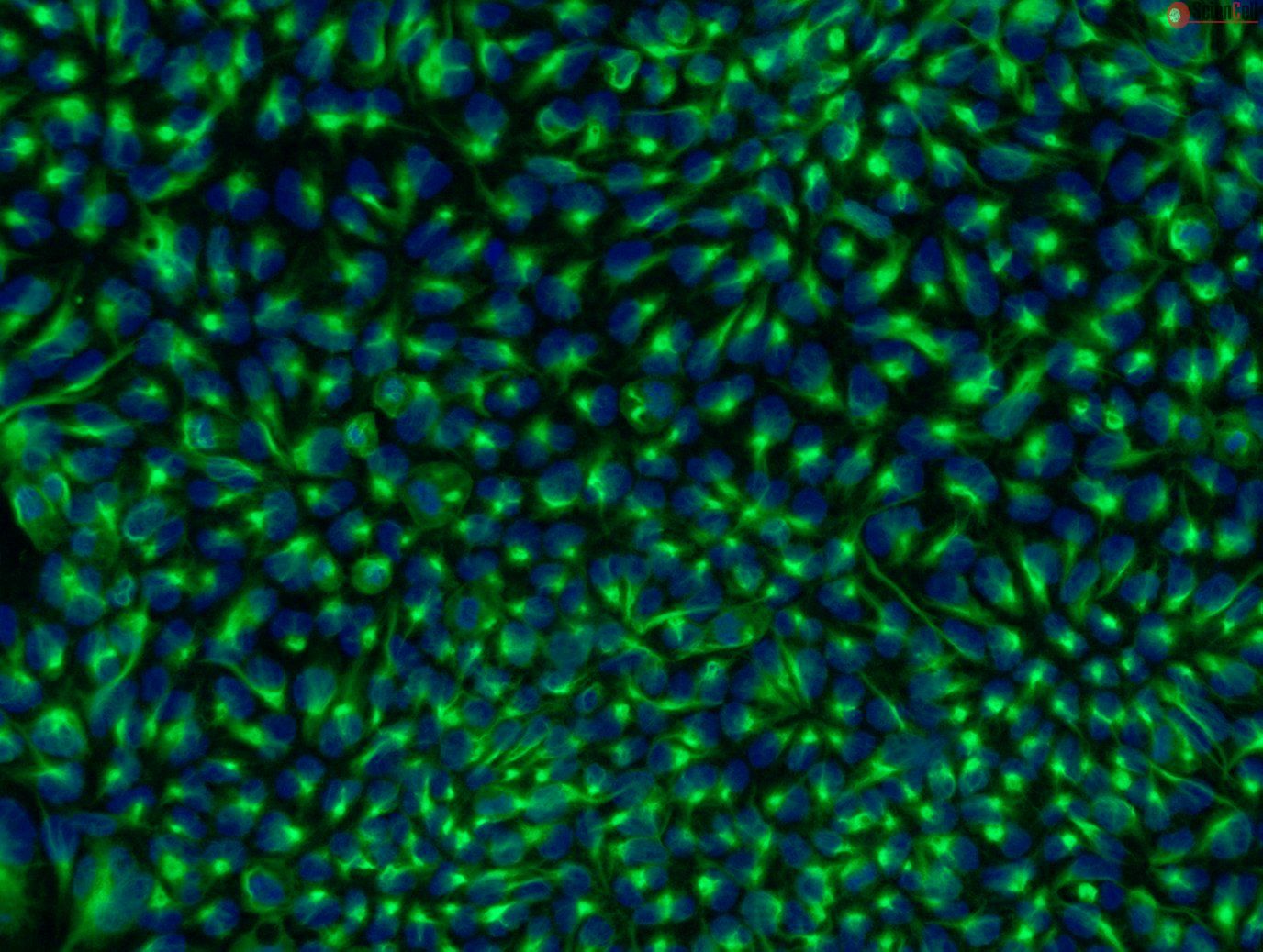 H9-derived Neural Stem Cells