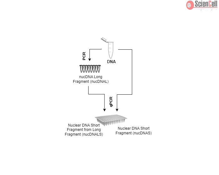 Human Nuclear DNA Damage Quantification qPCR Assay Kit