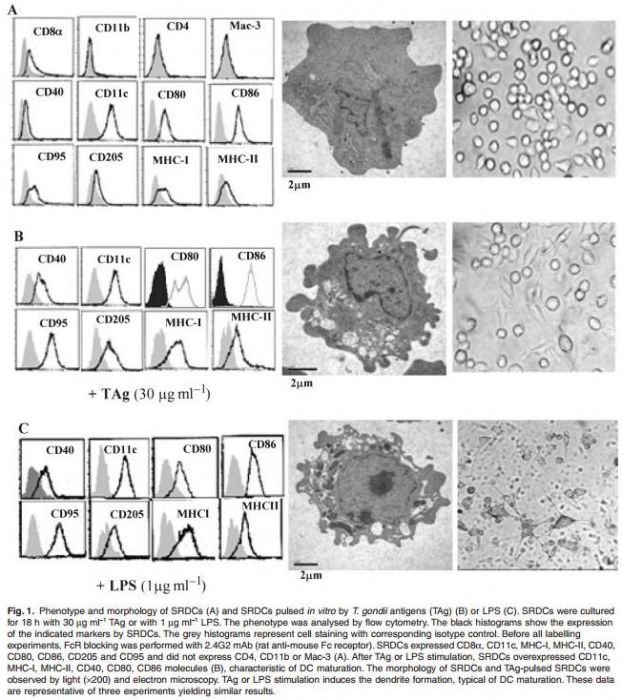 Immortalized Mouse Spleen Dendritic Cells (SRDC)