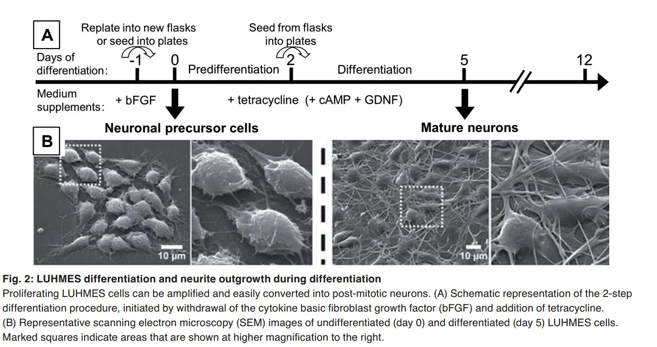 Immortalized Human Dopaminergic Neuronal Precursor Cells (LUHMES)