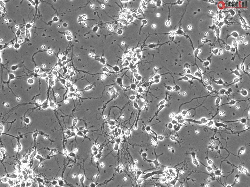 C57BL/6, Mouse Neurons-cortical, Passage 0