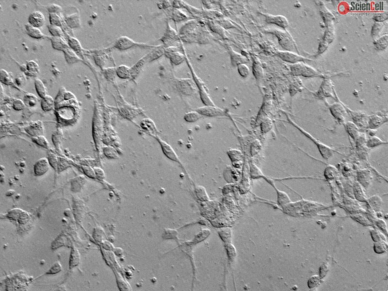 Mouse Neurons-cortical from CD1