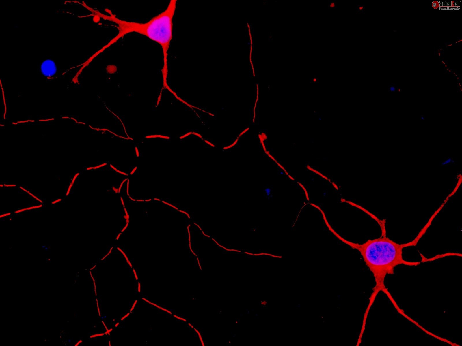 Mouse Neurons-cortical from CD1