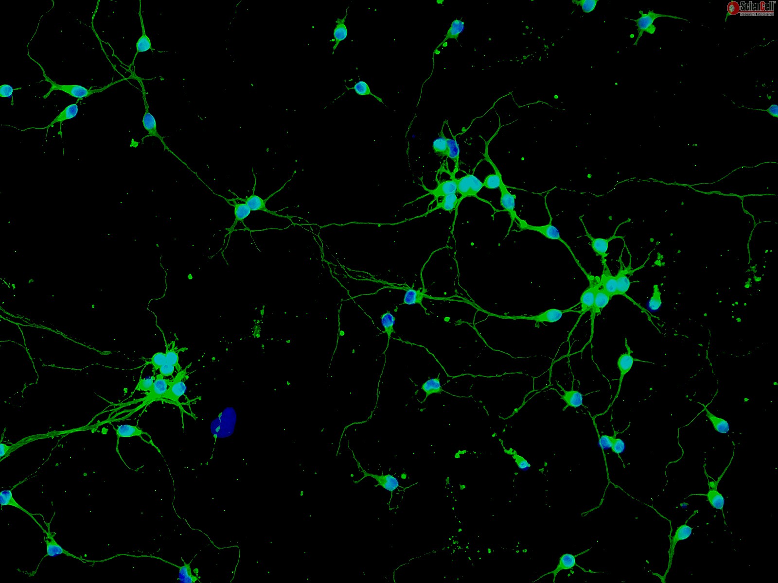 Mouse Neurons-hippocampal