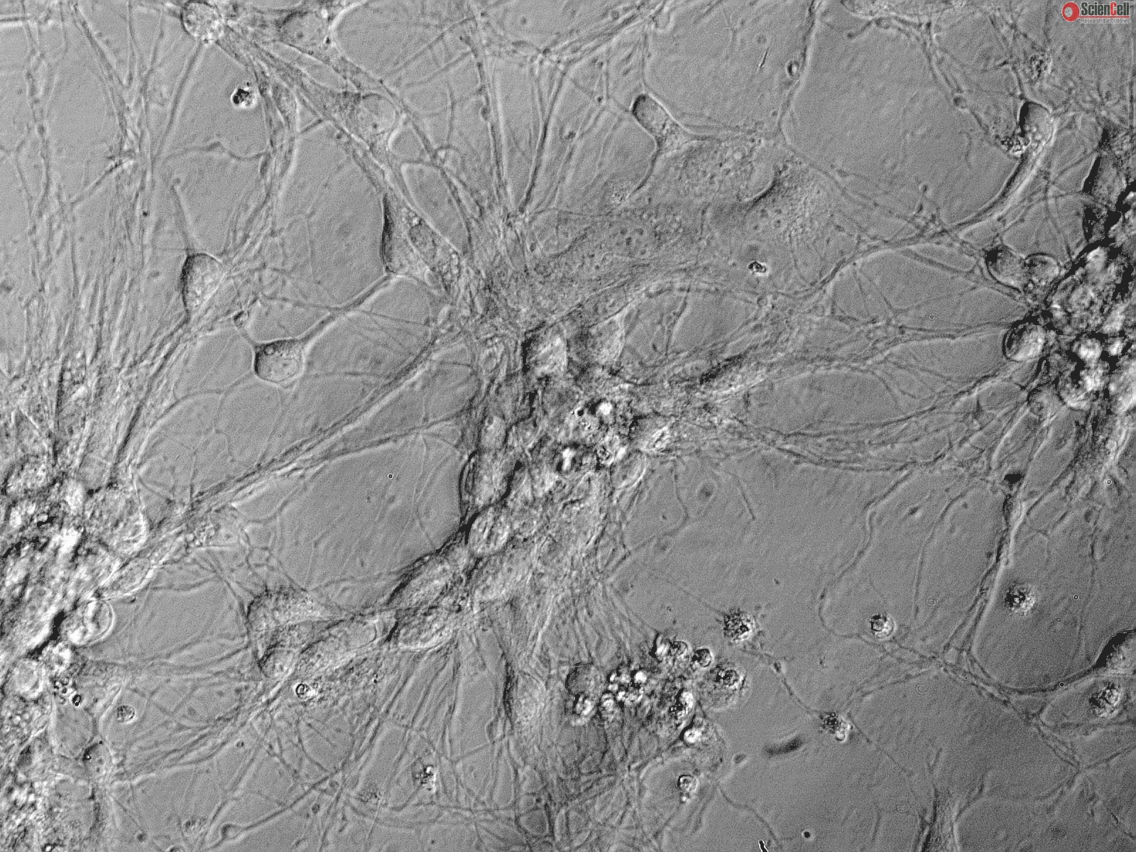 Mouse Neurons - striatal, MN-s