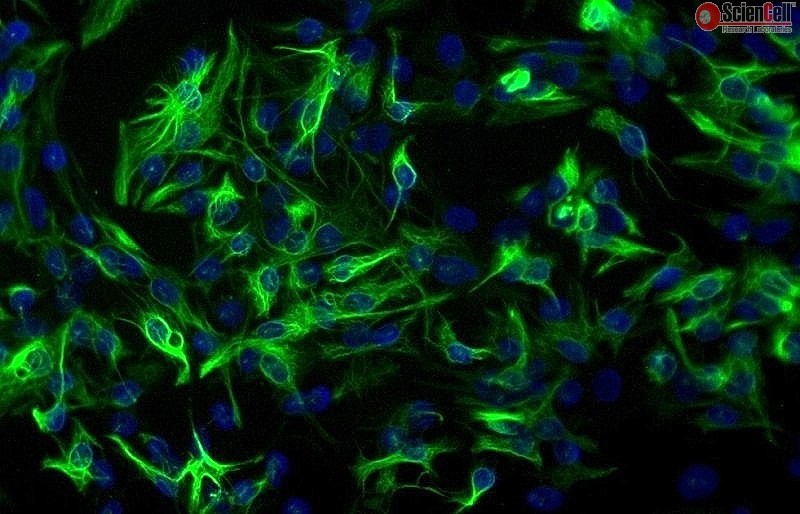 Mouse Astrocytes