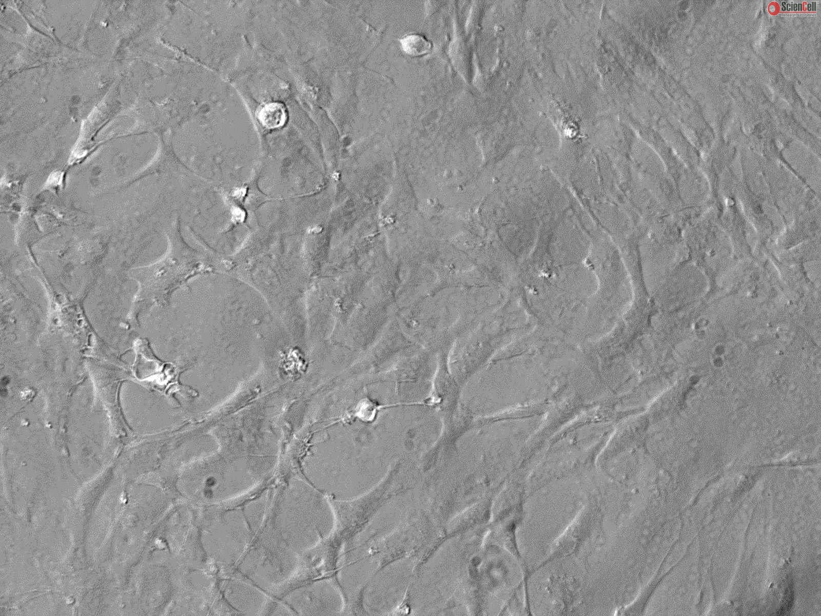 Mouse Astrocytes - cerebellar