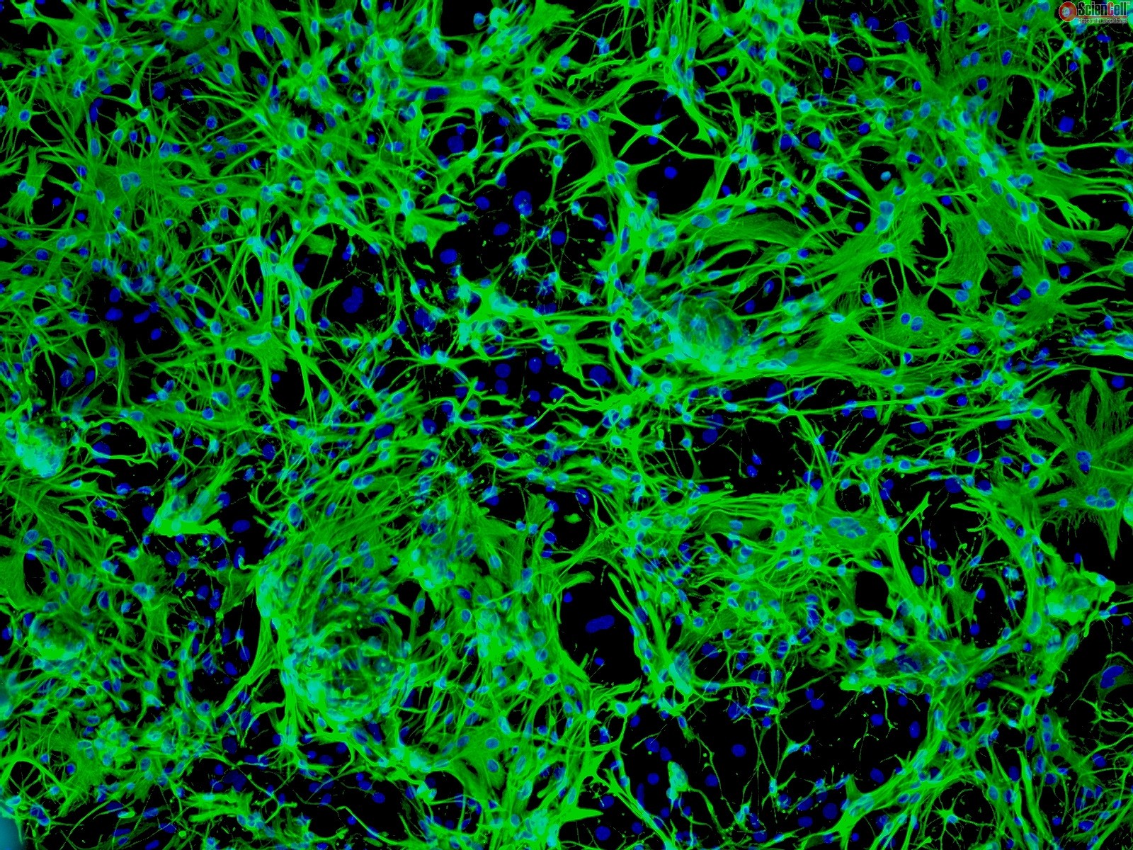 Mouse Astrocytes - cerebellar