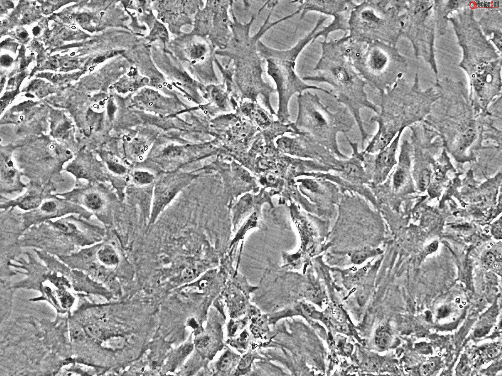Mouse Astrocytes-hippocampal from C57BL/6