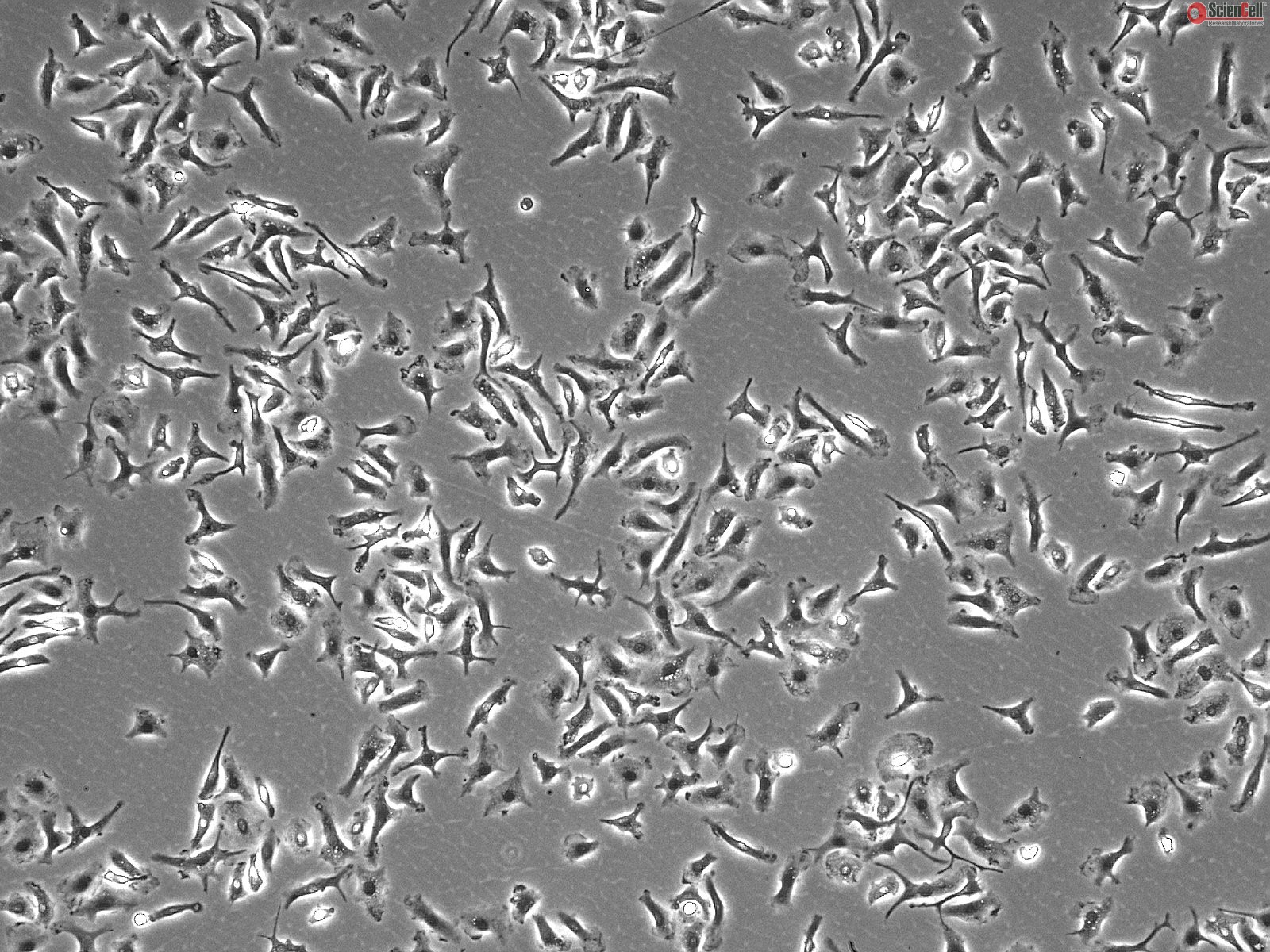 Mouse Macrophages from C57BL/6