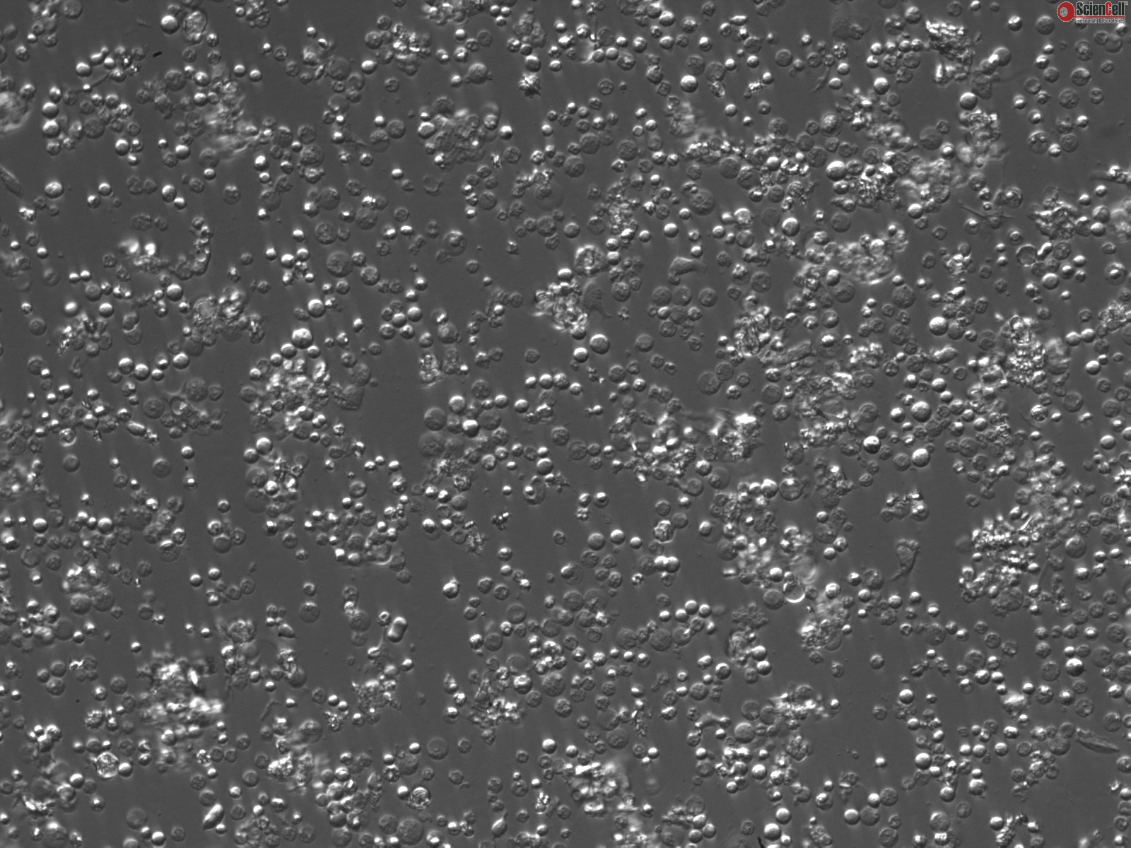 Mouse Bone Marrow Mononuclear Cells from CD1