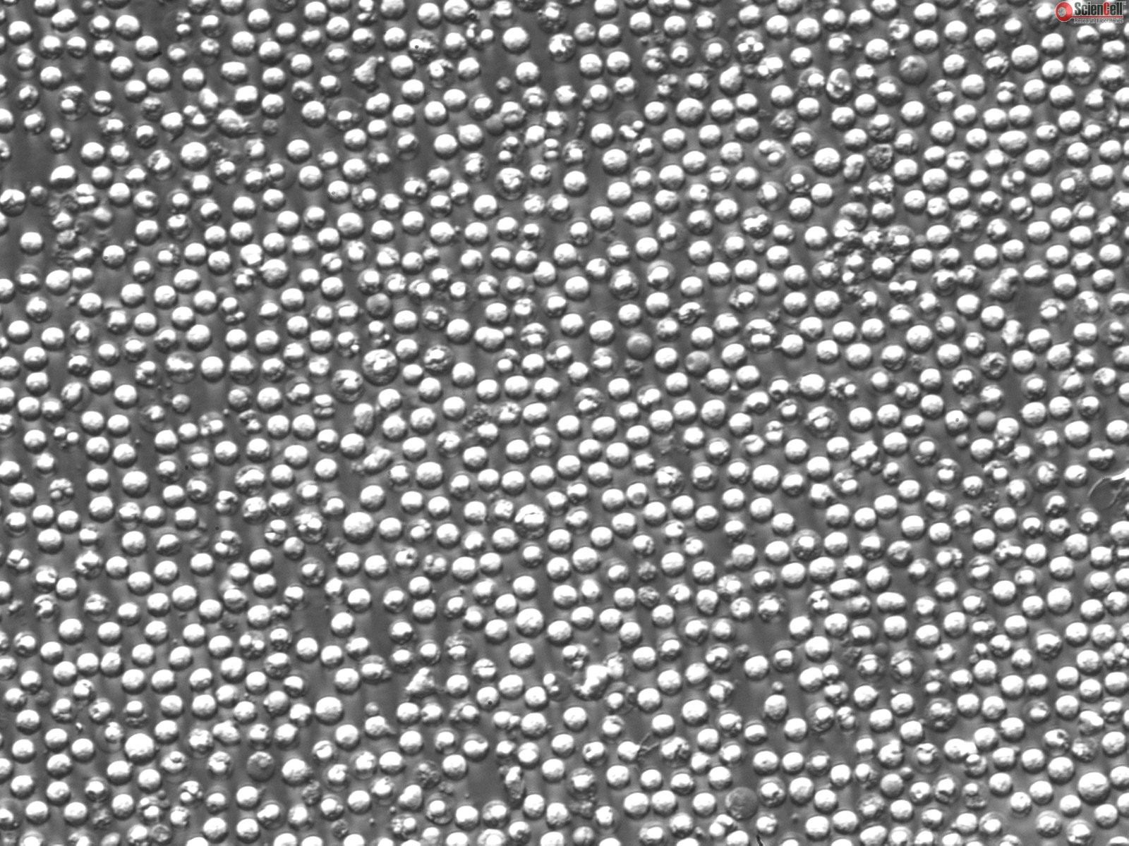 Mouse Splenocytes from C57BL/6