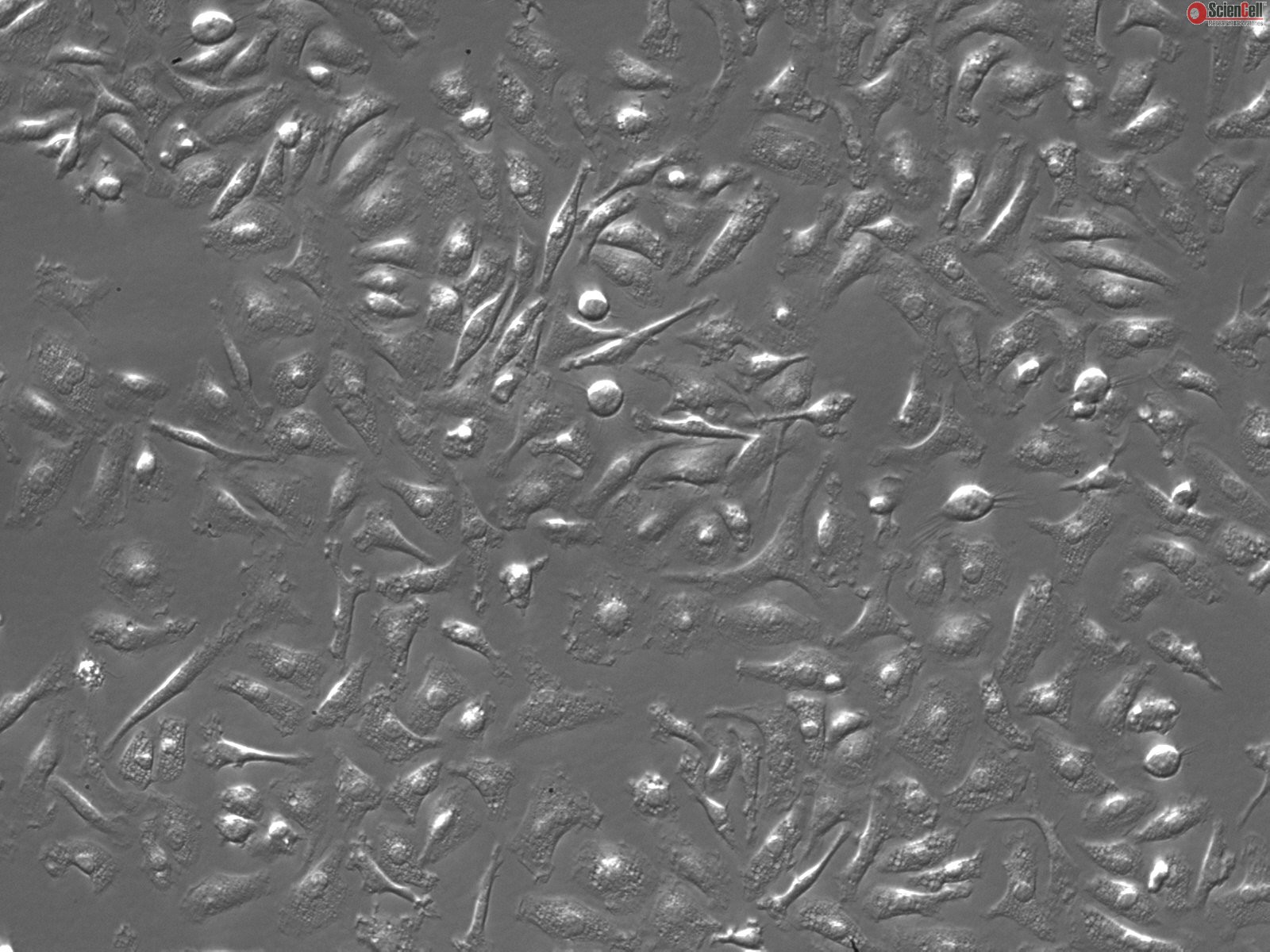 Mouse Splenic Macrophages from CD1