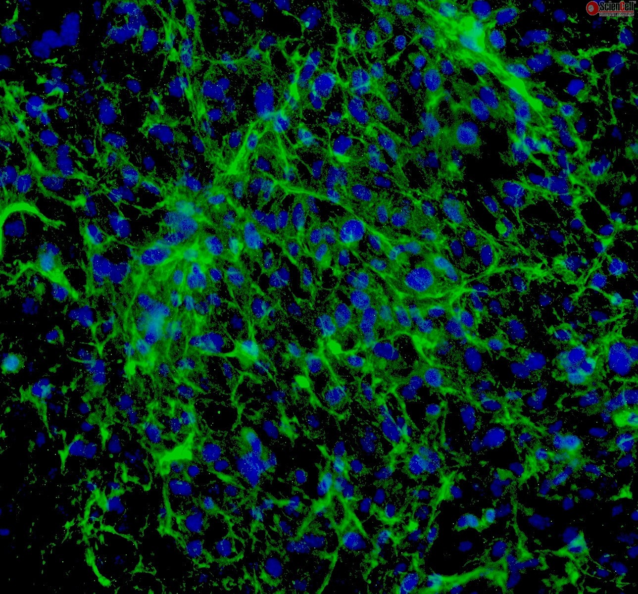 Mouse Embryonic Fibroblasts from C57BL/6