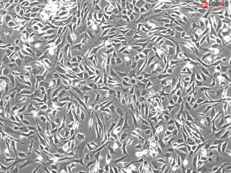 Mouse Embryonic Fibroblasts from CD1