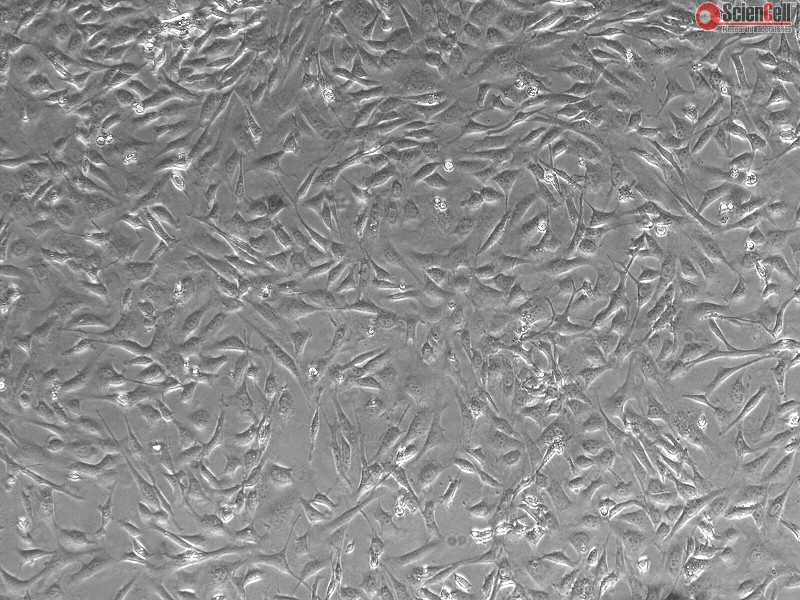 Mouse Embryonic Fibroblasts from CD1