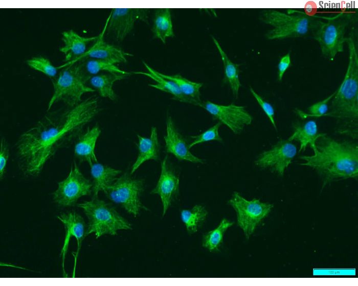 Mouse Lens Epithelial Cells