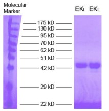 Enterokinase Cleavage Enzyme (Mammalian Produced)