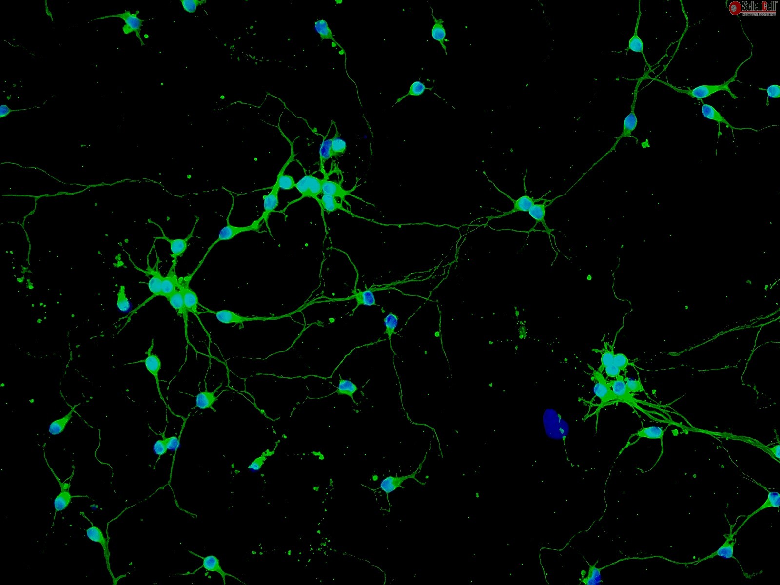 Rat Neurons-substantia nigra